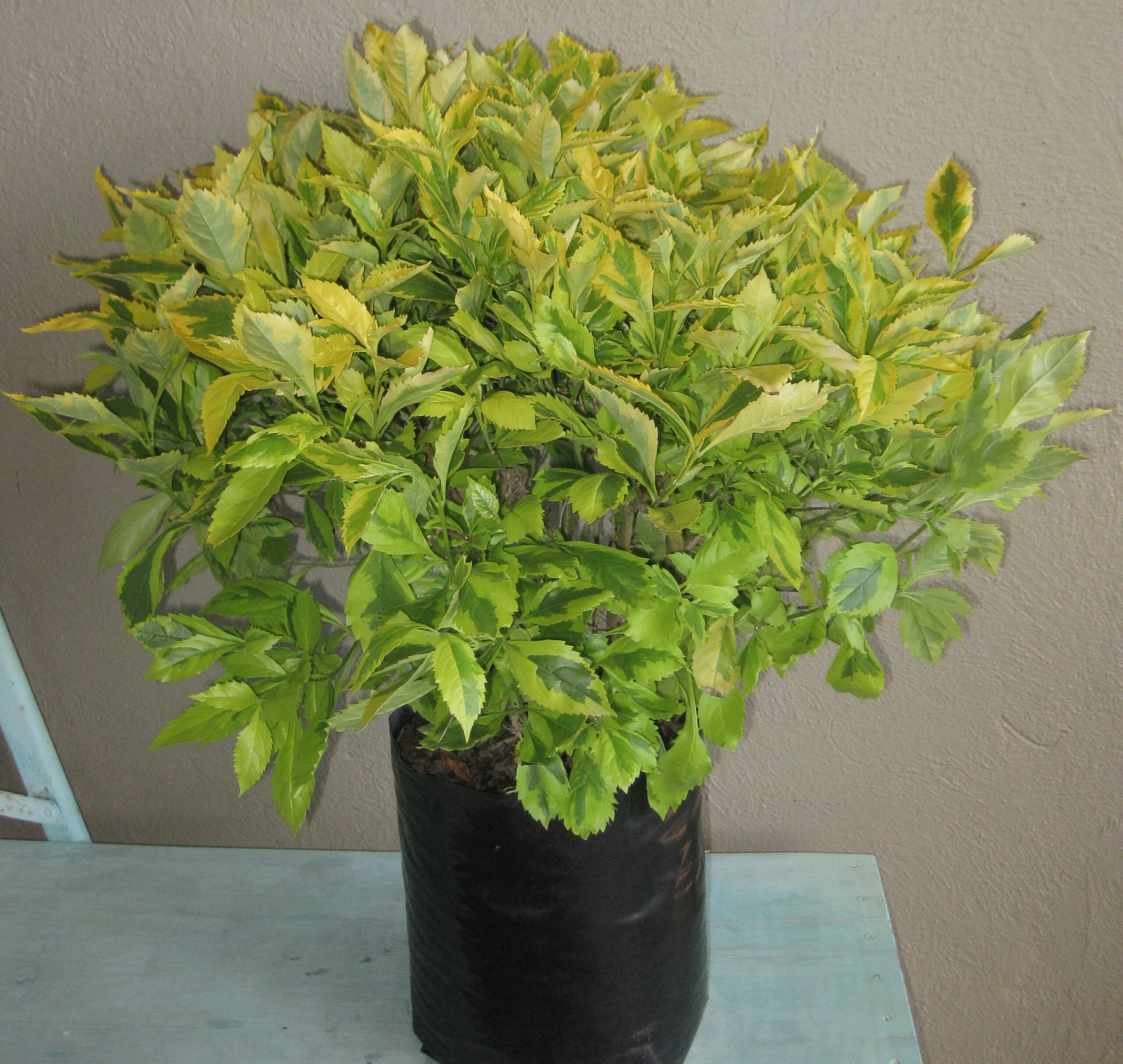 DURANTA 'Gold Mine' 10l - Colorweis